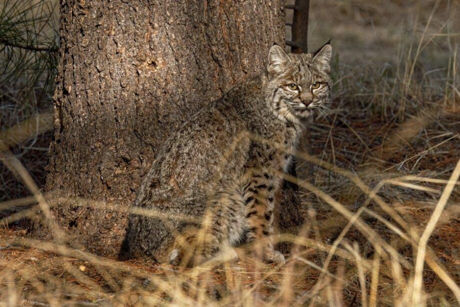 Bobcat enthüllt vielseitigen Teleskoplader TL623