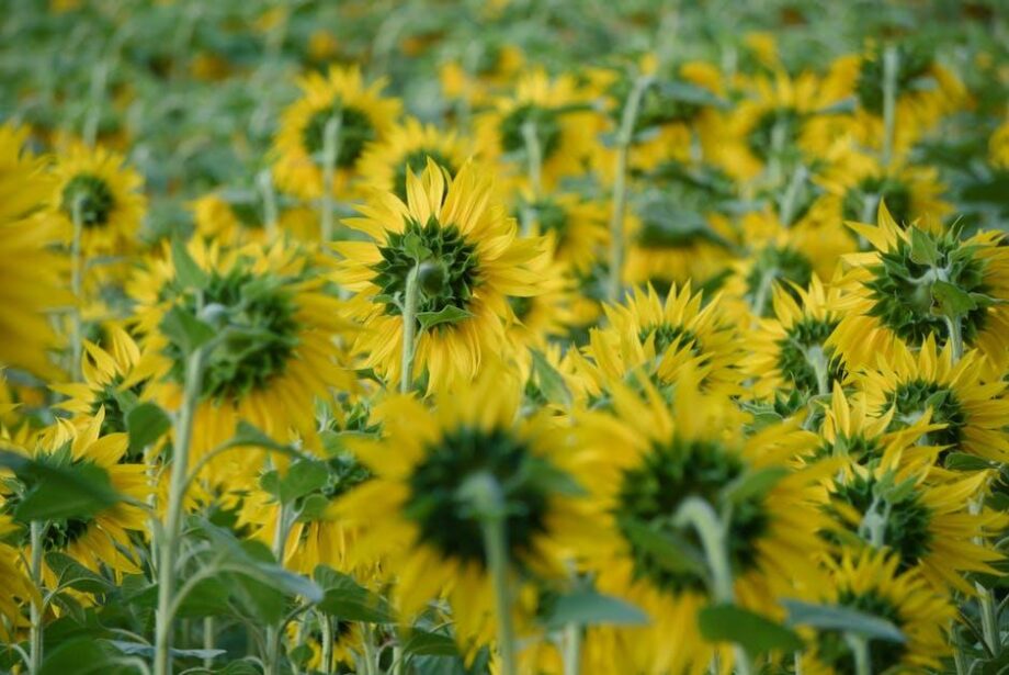 Agtonomy: $33M für autonome Traktoren gesammelt